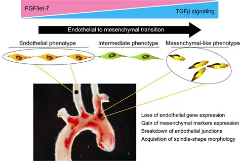 Endothelial To Mesenchymal Transition Endmt In Atherosclerosis