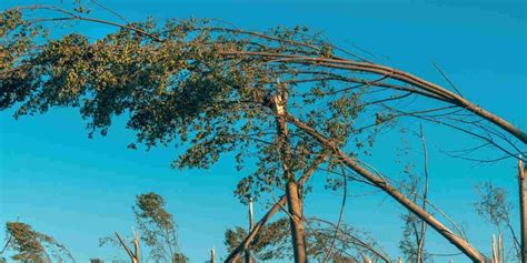 Will Broken Branches Kill A Tree What You Need To Know