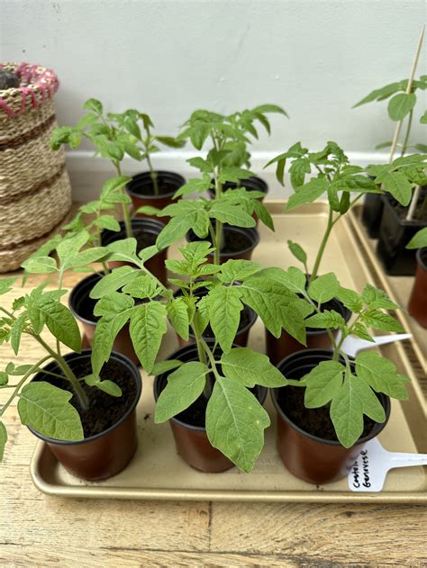 When To Start Tomato Seeds Indoors — Meadowlark Journal