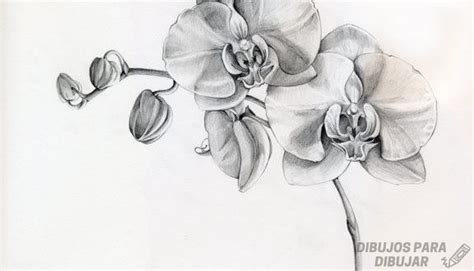 The Best 24 Orquidea Para Dibujar A Lapiz Blacklwasury