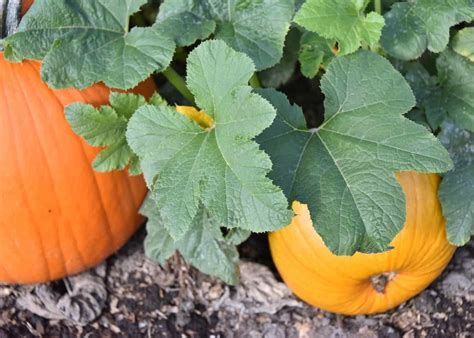 15 Companion Plants For Pumpkins