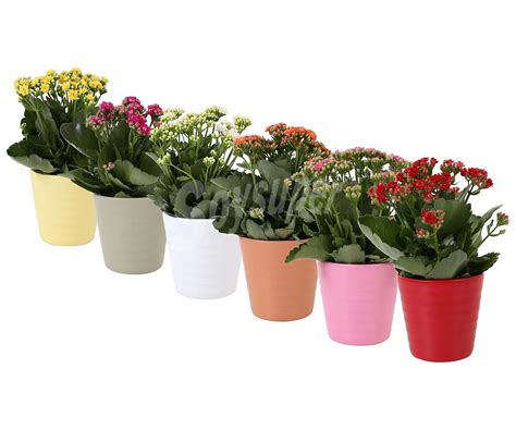 Viveros Kalanchoe Color Surtido En Maceta De Cm Altura De Cm Kalanchoe