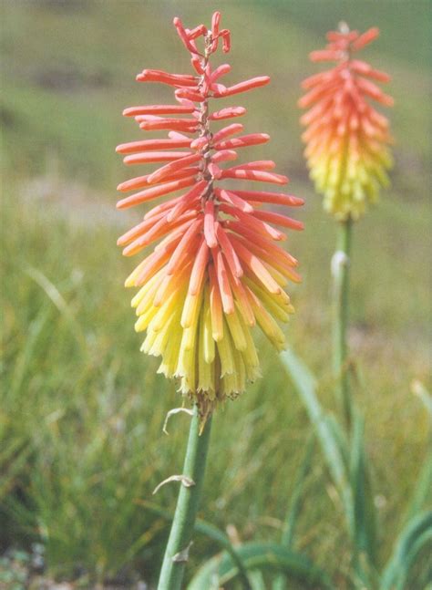 Kniphofia The Complete Guide Nhbs Academic And Professional Books