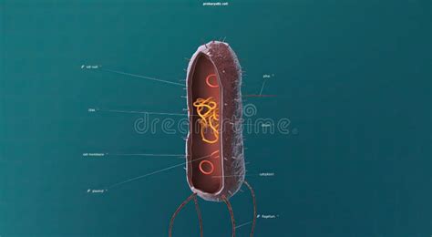 Prokaryotes Are Single Celled Organisms Belonging To The Domains