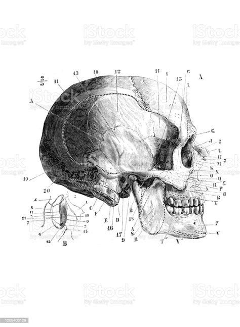 오래된 책 Danatomie Chirurgicale에서 두개골의 측면 얼굴 B Anger 1869 파리 건강관리와 의술에 대한