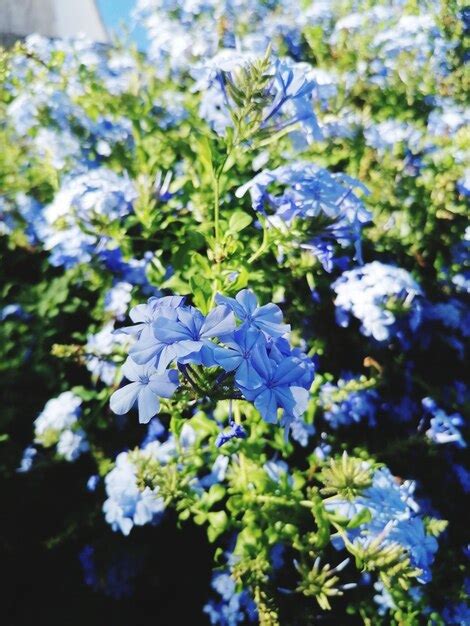 Premium Photo Lavender Colored