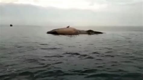 Foto Viral Penampakan Bangkai Ikan Paus Di Sampang