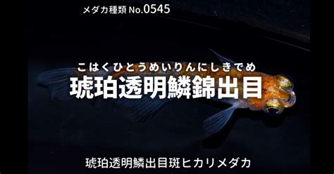 琥珀透明鱗錦出目（こはくとうめいりんにしきでめ）とは 改良メダカweb図鑑no0545 メダカの品種 琥珀 改良メダカweb図鑑