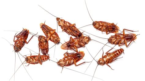 Premium Photo Close Up Group Of Dead Cockroach Thailand On White