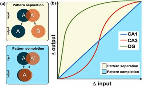 different hippocampal regions and their role in pattern separation and