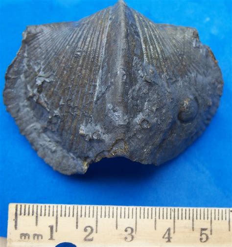 Paleoscene New Fossil Shells Group 2