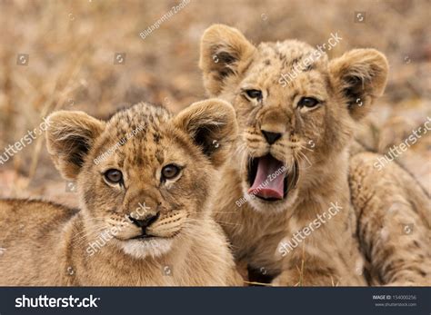 Junge Panthera Leo 스톡 사진 154000256 Shutterstock
