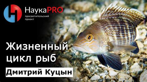 Изучение жизненного цикла рыб Ихтиология Дмитрий Куцын Научпоп