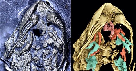 Scientists Discover 450 Million Year Old Fossil In Fools Gold Nature News Uk