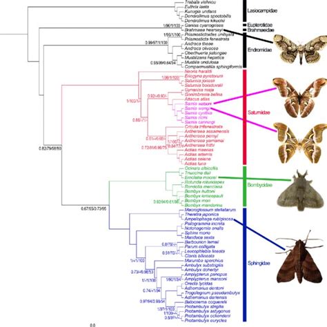 Ml Tree And Bi Tree Based On Aa Amino Acid Sequence And 13 Pcgs