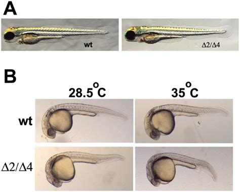 The Serine Threonine Protein Kinase PAK4 Is Dispensable In Zebrafish