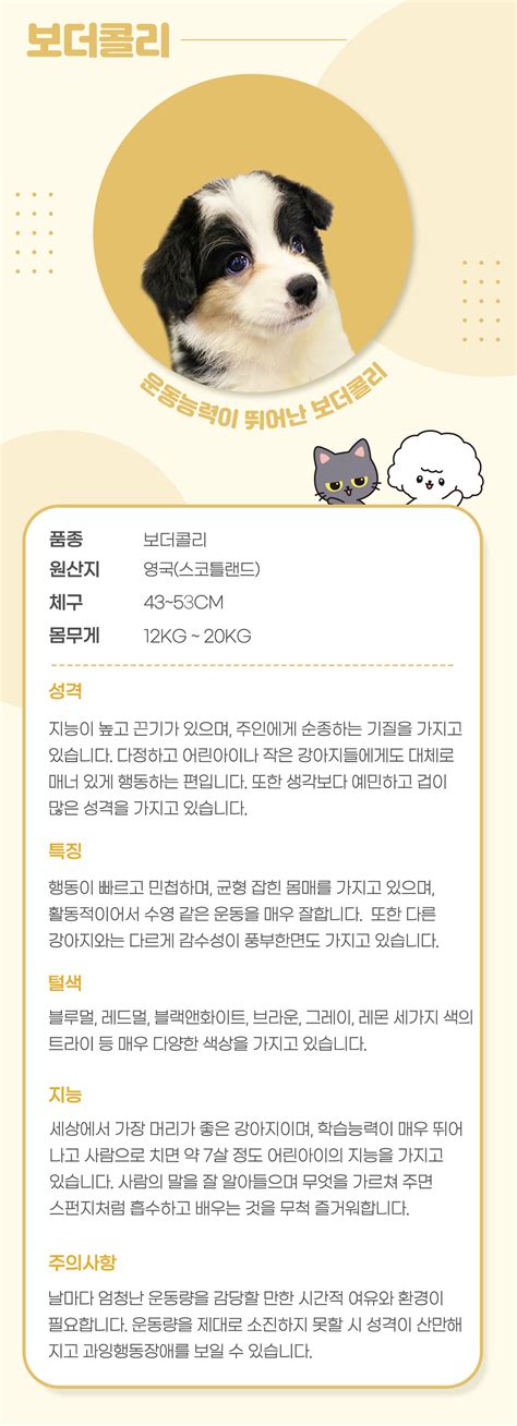 보더콜리 강아지분양 도그마루 강아지종류 아기강아지 개종류 강아지품종 말티푸성격