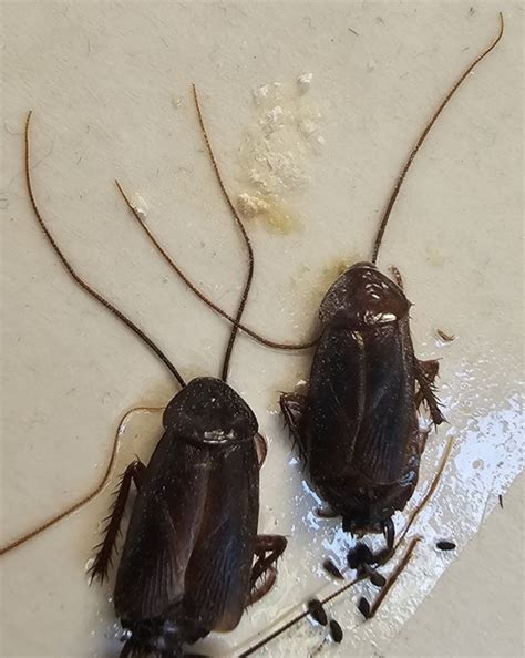 Kukci Koji Ovih Dana Zbunjuju Građane Nisu žohari Trčci Su Nzjz Andrija Štampar