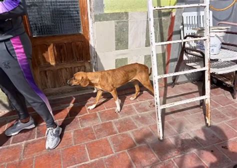 Nuevo Caso De Maltrato Animal En Tenerife Rescatan A Dos Perros De Una
