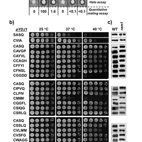 A Caax Motif Is Required For Fcp Localization A Parasites Expressing Download Scientific
