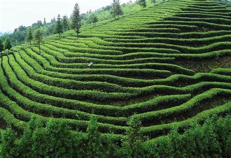 舌尖上的霄坑茶 茶季來了到底要不要搶春茶 每日頭條