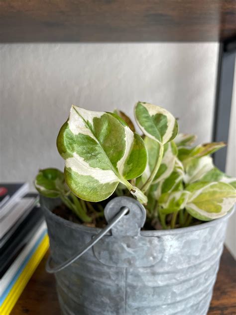 Can Anyone Tell Me Why My Pothos Made A Leaf In This Shape How Does