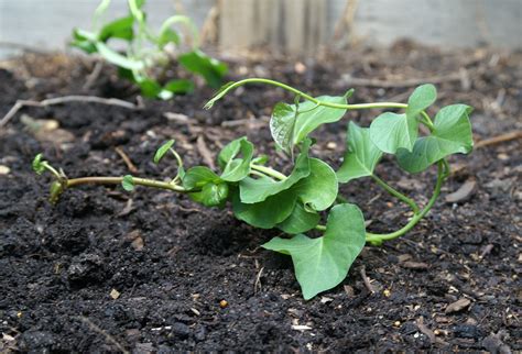 Can You Grow Sweet Potatoes From A Sweet Potato Vine At Andrea Barron Blog