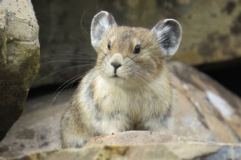 A Colorado Biologists Passion For ‘spheres With Ears Or Pikas And