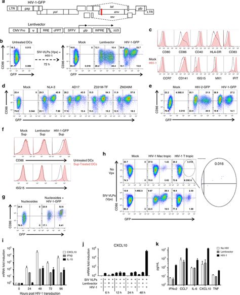 Hiv 1 Transduction Matures Dcs A Schematic Of Hiv 1 Gfp With