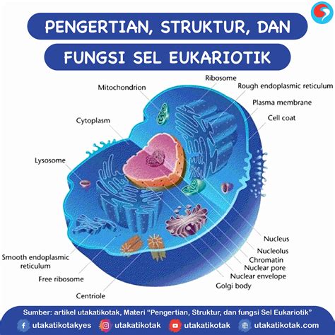 Pengertian Struktur Dan Fungsi Sel Eukarioti UtakAtikOtak