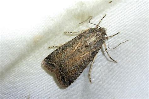Noctuidae Bugguidenet