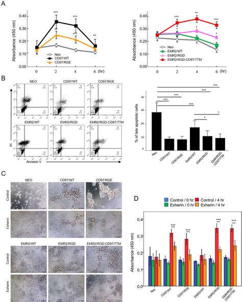 Enhanced Cell Aggregation Promoted By Up Regulated N Cadherin Inhibits