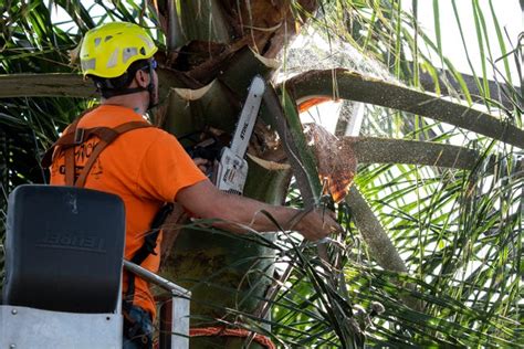 See Des Moines Botanical Garden Cut Down Palm Tree Touching Ceiling