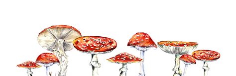 비행 한천 버섯 그림 배너 Amanita 버섯 프레임 테두리 템플릿 흰색 배경에 복사 공간 잔디 가을 나뭇잎 및 양치류 잎 야생