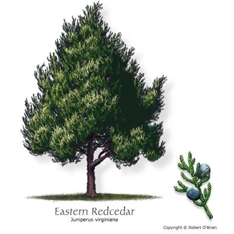 Texas Tree Selector Tree Description Texas Trees Trees To Plant
