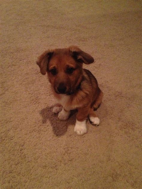Brady The Auggie Mini Aussie Corgi Mix Corgi Corgi Mix Mini Aussie