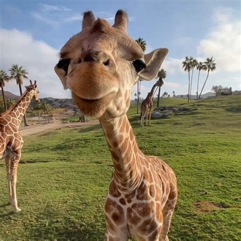 Пин от пользователя 𝓐 на доске Животные Животные