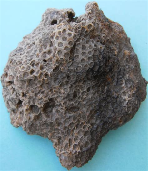 Fossil Corals Fossil Corals What A Day