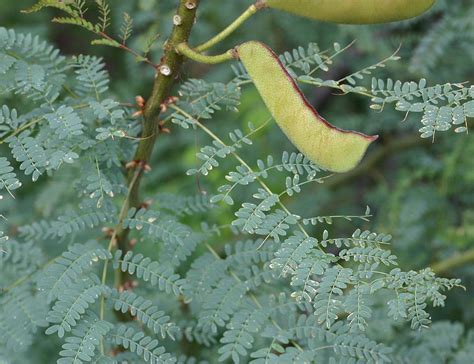 Caesalpinia