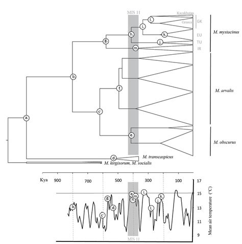Time Of The Most Recent Common Ancestor Tmrca For Microtus Species