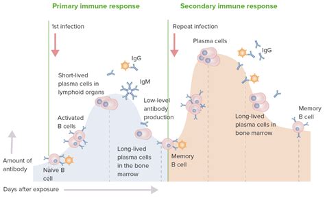 Adaptive Immune Response Concise Medical Knowledge