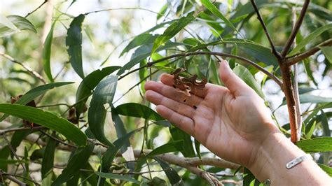 Scientists Study Invasive Earleaf Acacia Tree Spreading Quickly