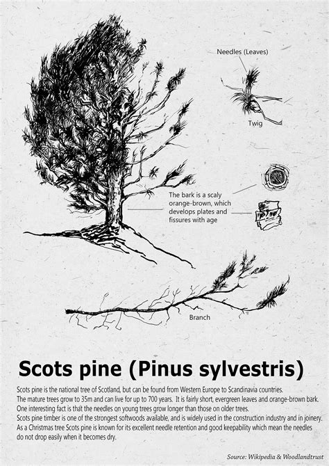 Scientific Drawing On Behance