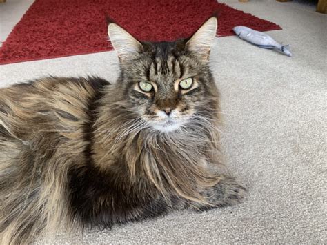 When Do Maine Coon Cats Stop Growing Maine Coon Central