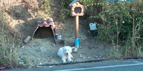 Cane Aspetta Il Suo Padrone Morto Da Un Anno E Mezzo Sul Luogo Dell