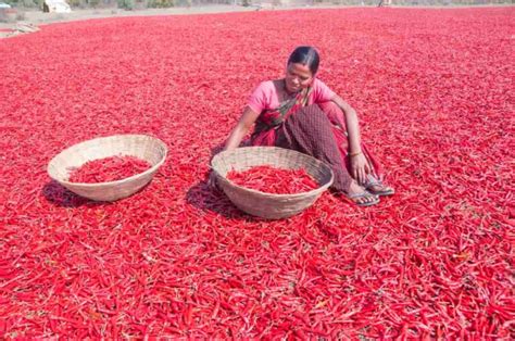 Ultimate Guide To Chilli Farming