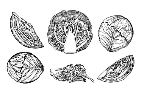 양배추 스케치 개요 일러스트 세트 붉은 양배추 조각 스타일의 간단한 낙서 그리기 손으로 그린 벡터 라인 아트 클립 아트 계절에 대한 스톡 벡터 아트 및 기타 이미지 Istock
