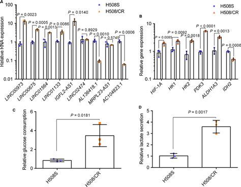 Real‐time Pcr Validation And Lncrna Function Prediction A Real‐time