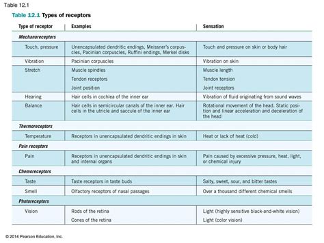 Sensory Receptors Table