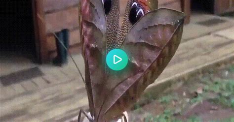 This Is Not A Leaf  On Imgur